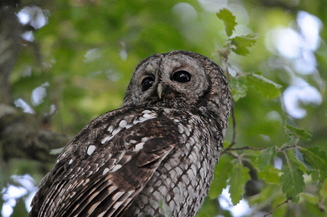 EL NIDO DEL XUAN: CÁRABO COMÚN. (Strix aluco)