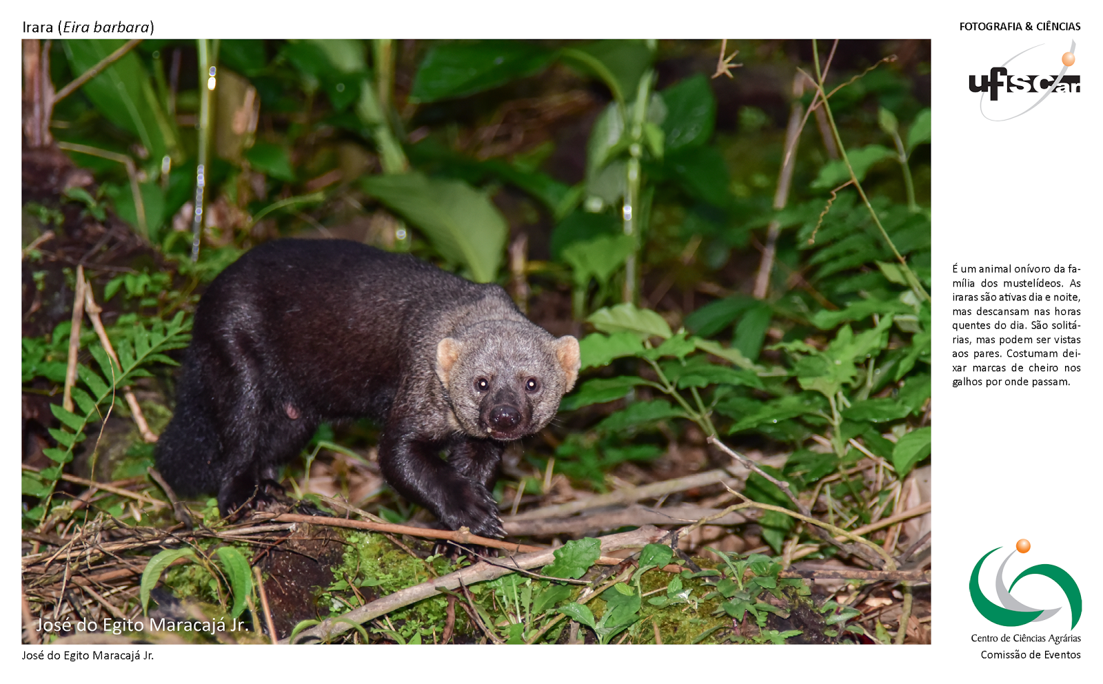 Irara (Eira barbara)