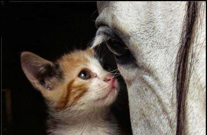 ZIELONE i ZDROWE : Koń i kot