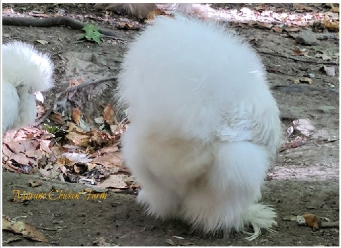 Silkie chickens, why you should raise this adorable breed! - Murano ...