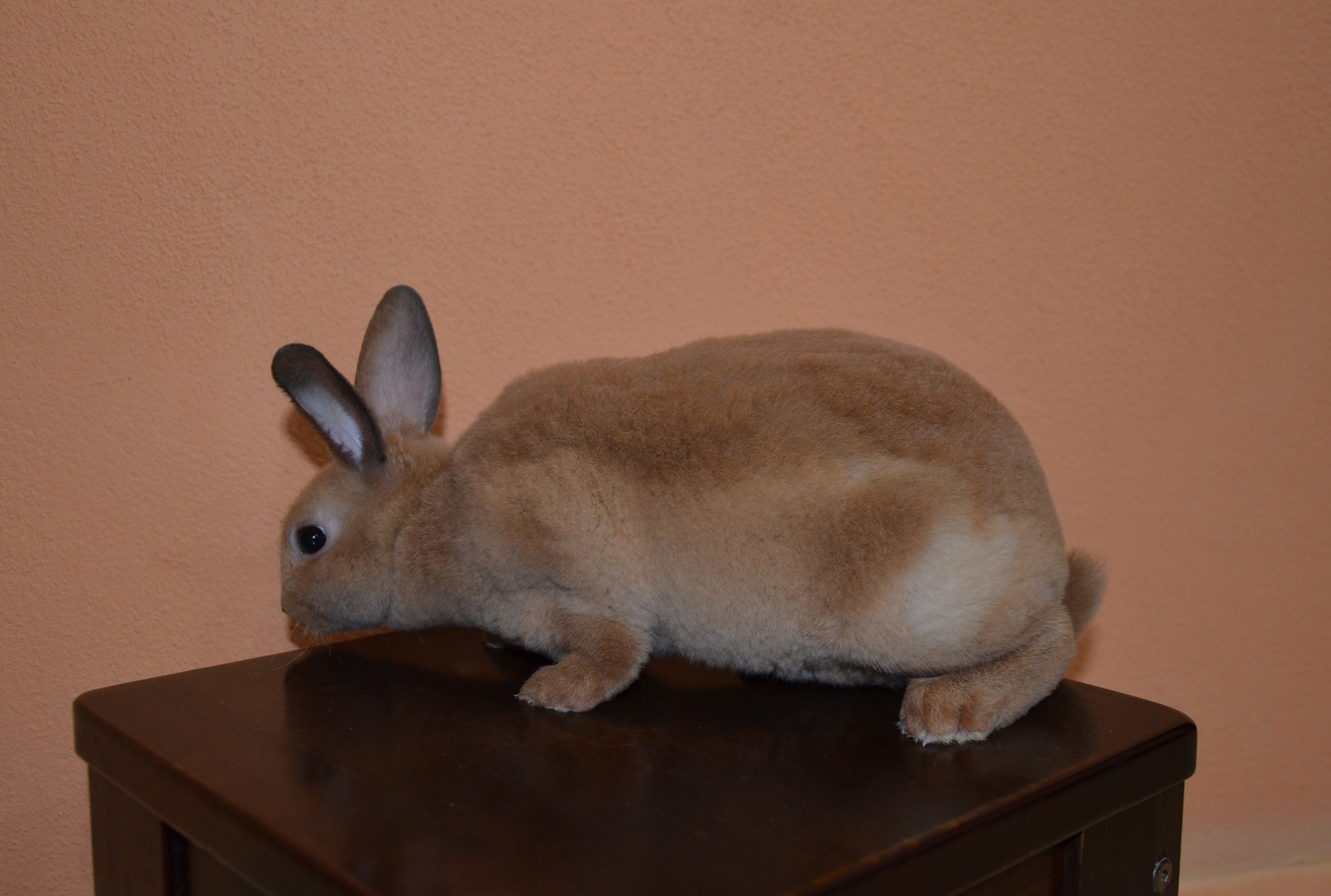 Rabbit Territory: Red Mini Rex Rabbit