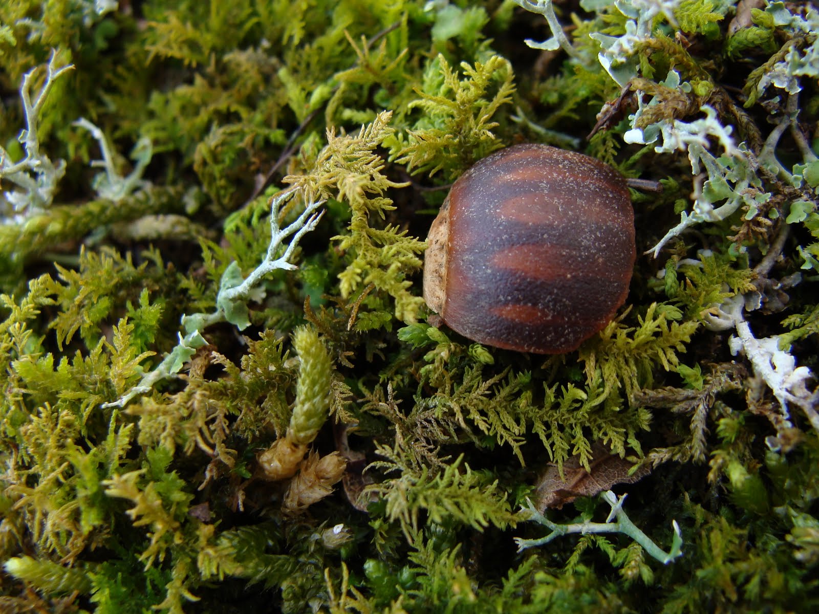 Mycologista: Winter-spring shells