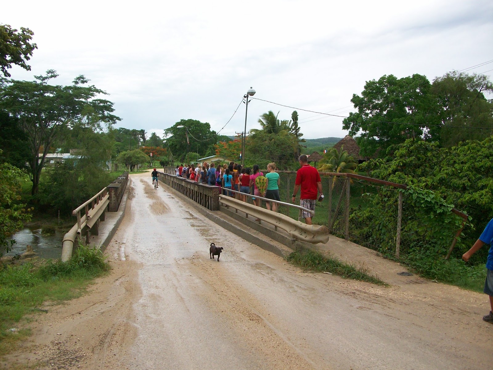 Seeds to Trees: A Shout Out to the Bullet Tree Falls