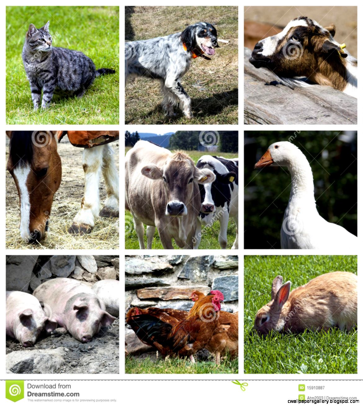 Domestic Animals Collage | Wallpapers Gallery
