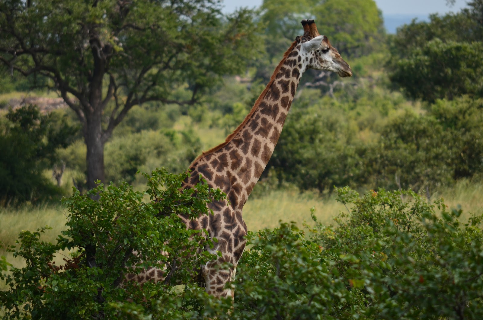 Khayamnandi: 22. Farewell Kruger, Hello Hamakuya! Makua, Makua!