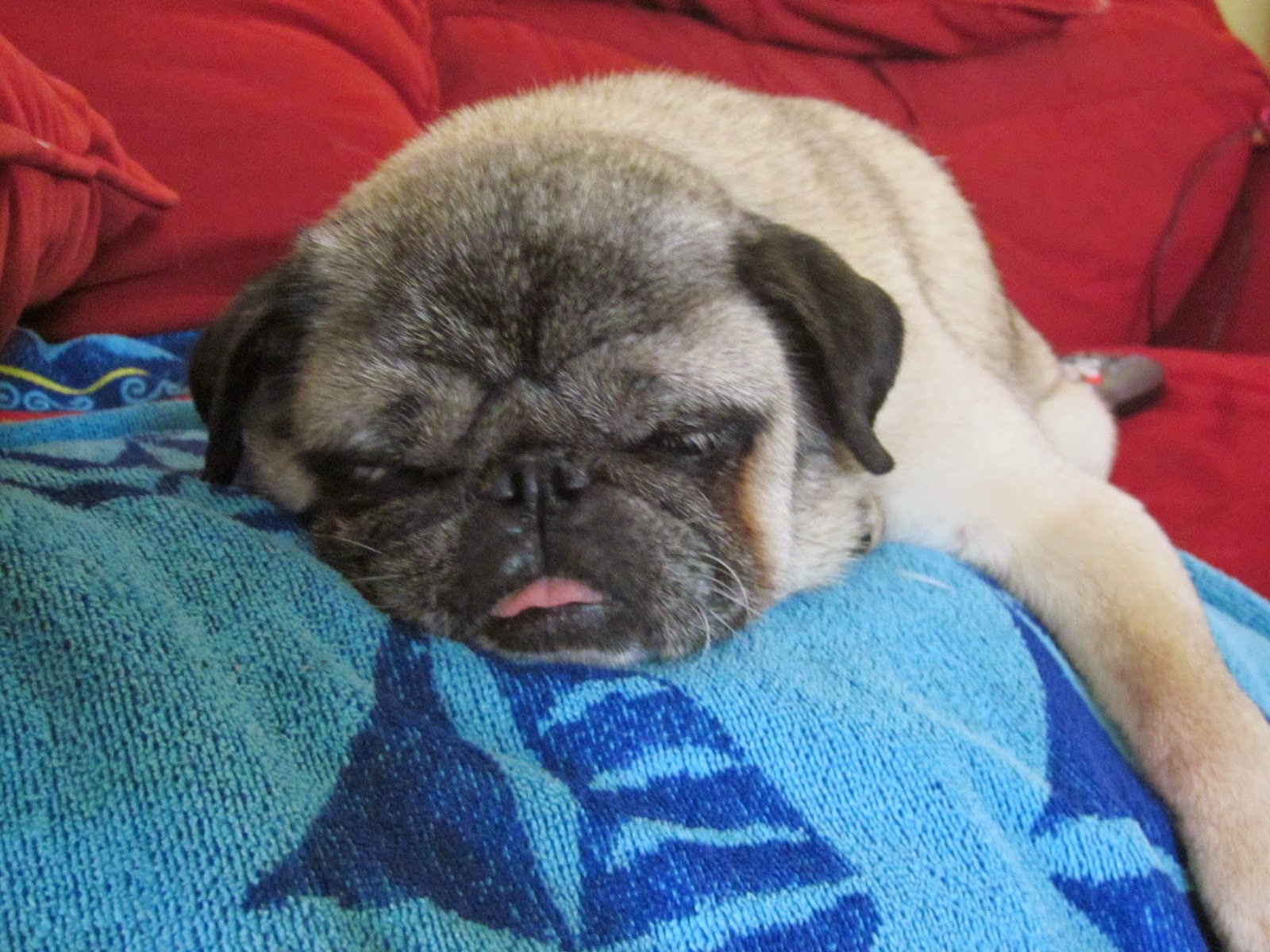 The Devil Dog: Overworked!