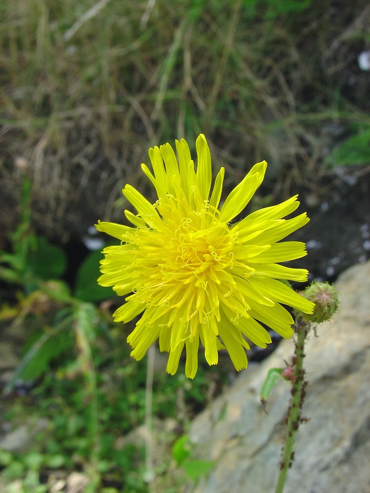Ramuan Herbal: Tempuyung (Sonchus arvensis L.)