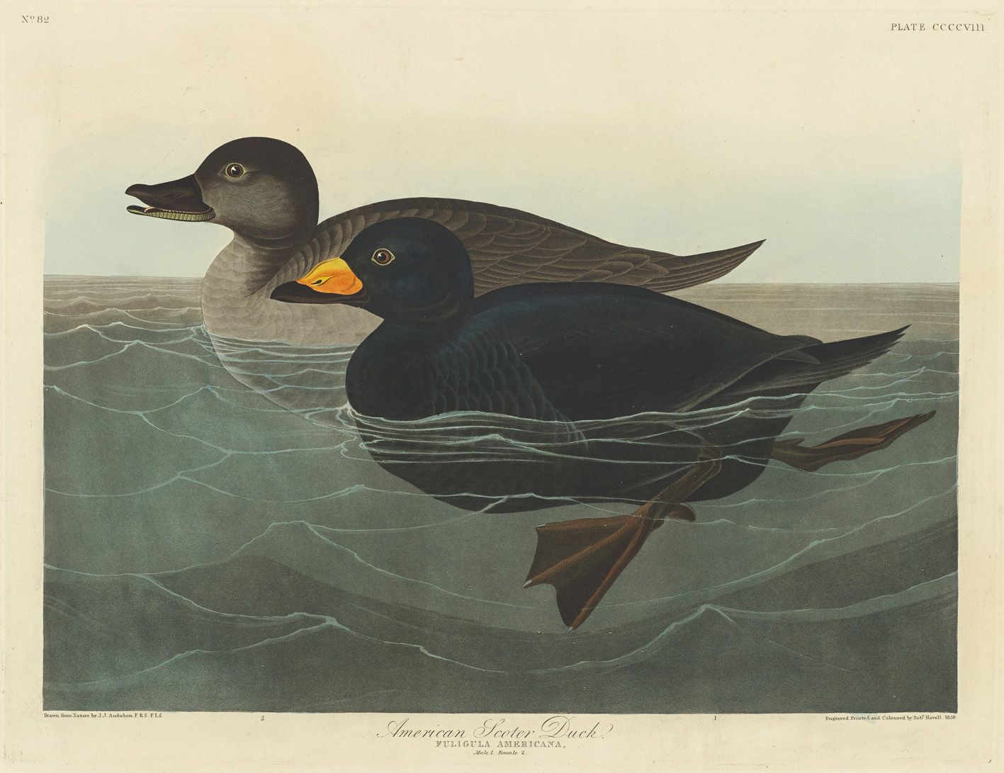 ART & ARTISTS: Audubon: Birds of America part 1