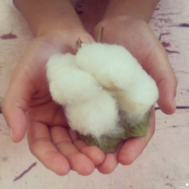 Journal Kebun Geek : Tanam Pokok Kapas (Cotton plant) dari benih ...