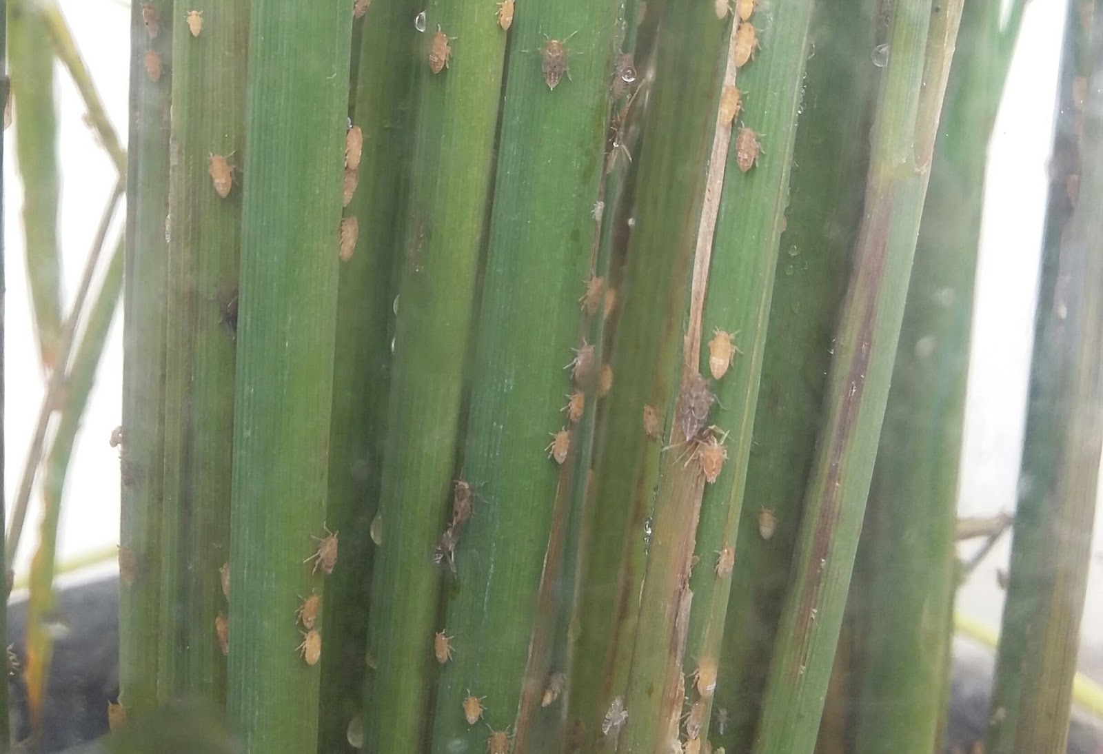 15 Fakta Menarik Hama Wereng Batang Coklat (Nilaparvata Lugens Stal.)