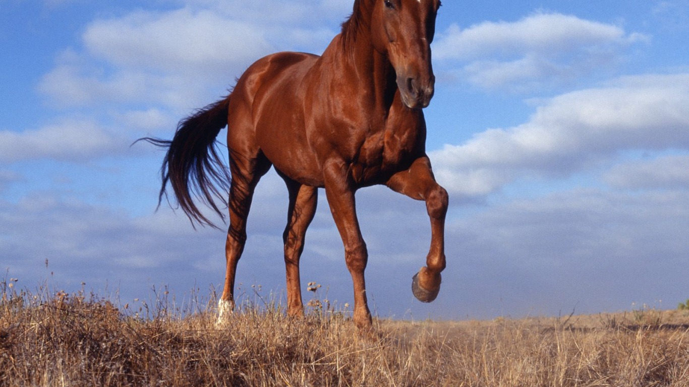 Beautiful Bay Horse Wallpaper | Wallpaper ME