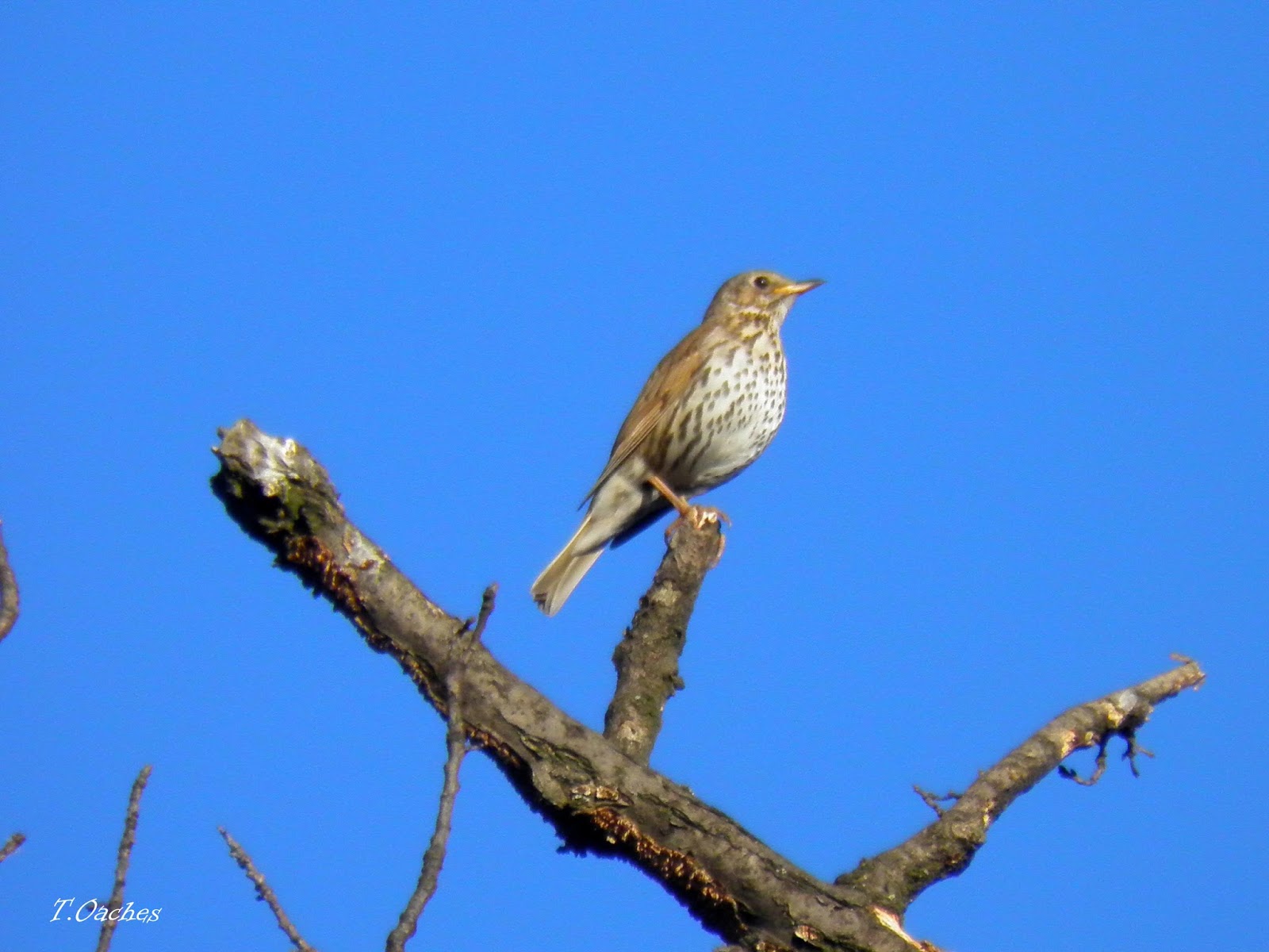 PASARI DIN ROMANIA: STURZ CANTATOR, Turdus philomelos
