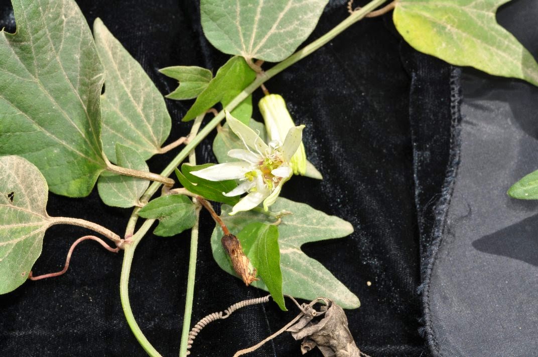 Flora de Puerto Rico Ilustrada Papo Vives: PASSIFLORACEAE PASSIFLORA ...