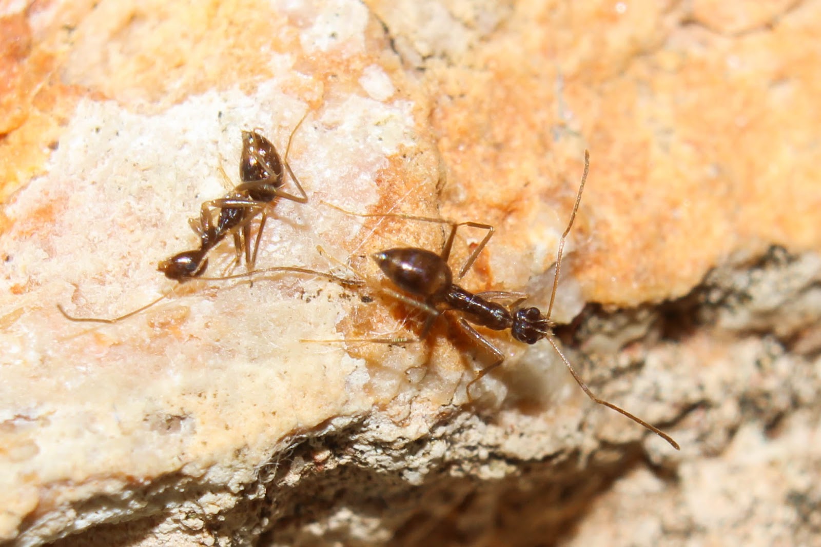 Biodiversity of Cyprus by NGO Protection of the Natural Heritage and ...