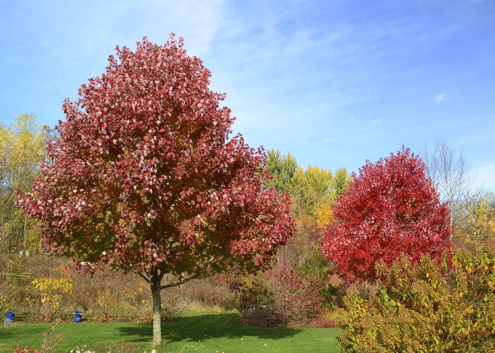 Plant Inventory at 20 Timothy : Acer rubrum / Red Maple