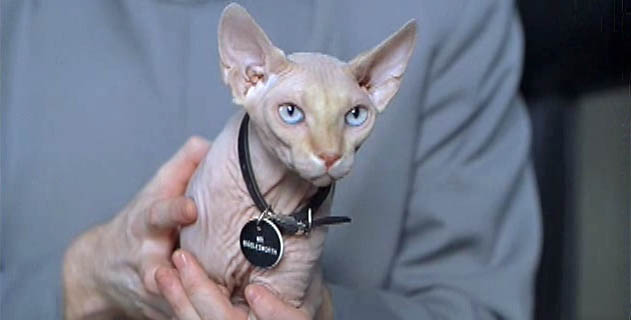 Mr Bigglesworth Dr Evil Quotes. QuotesGram