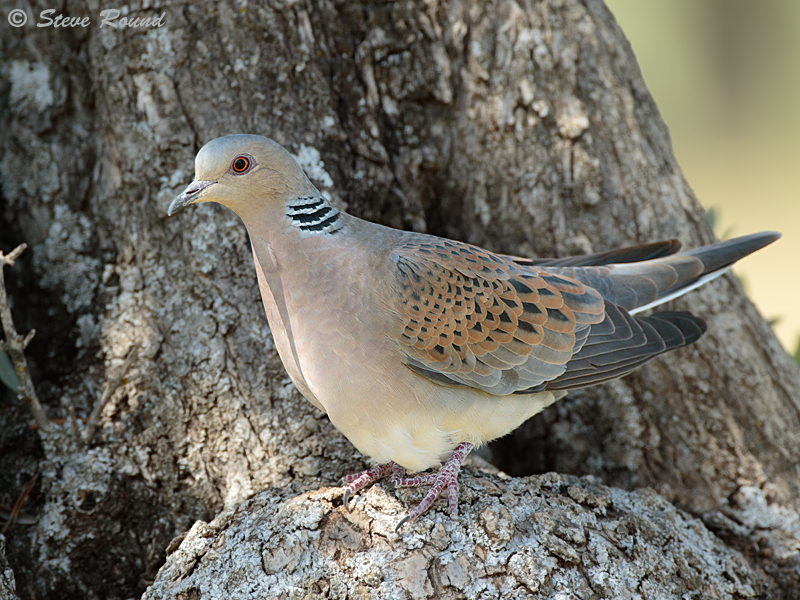 Steve Round Wildlife Photography: Turtle Dove