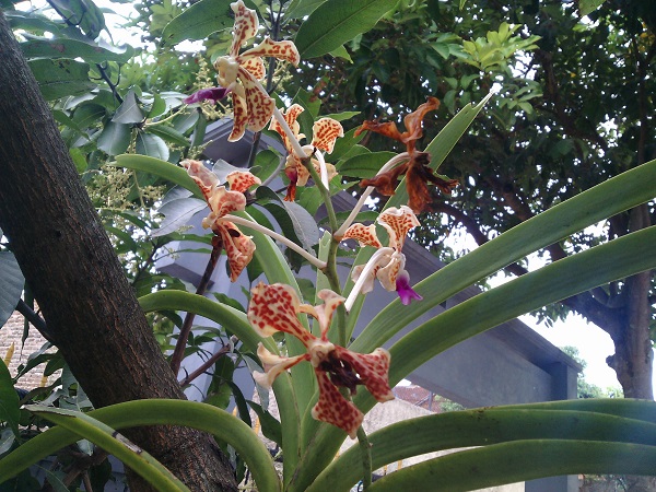 Bunga Anggrek Vanda Tricolor | SAYA SUKA BUNGA