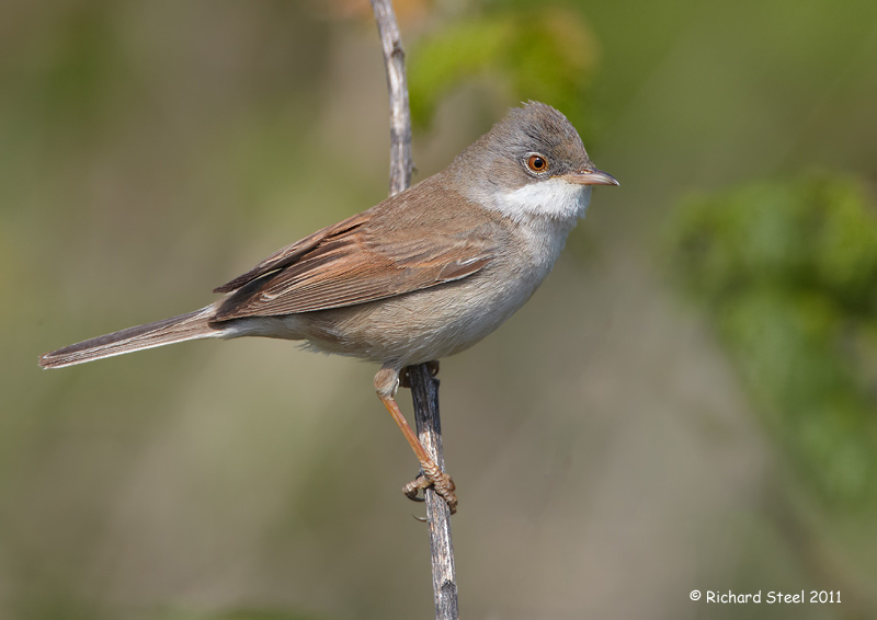 Birding Is Fun!: Common Whitethroat - The 'Angry' Warbler