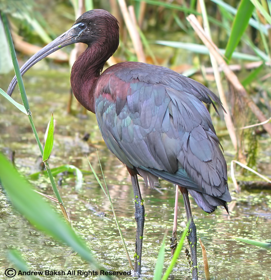 Birding Dude: Today's Photo - Glossy Ibis...