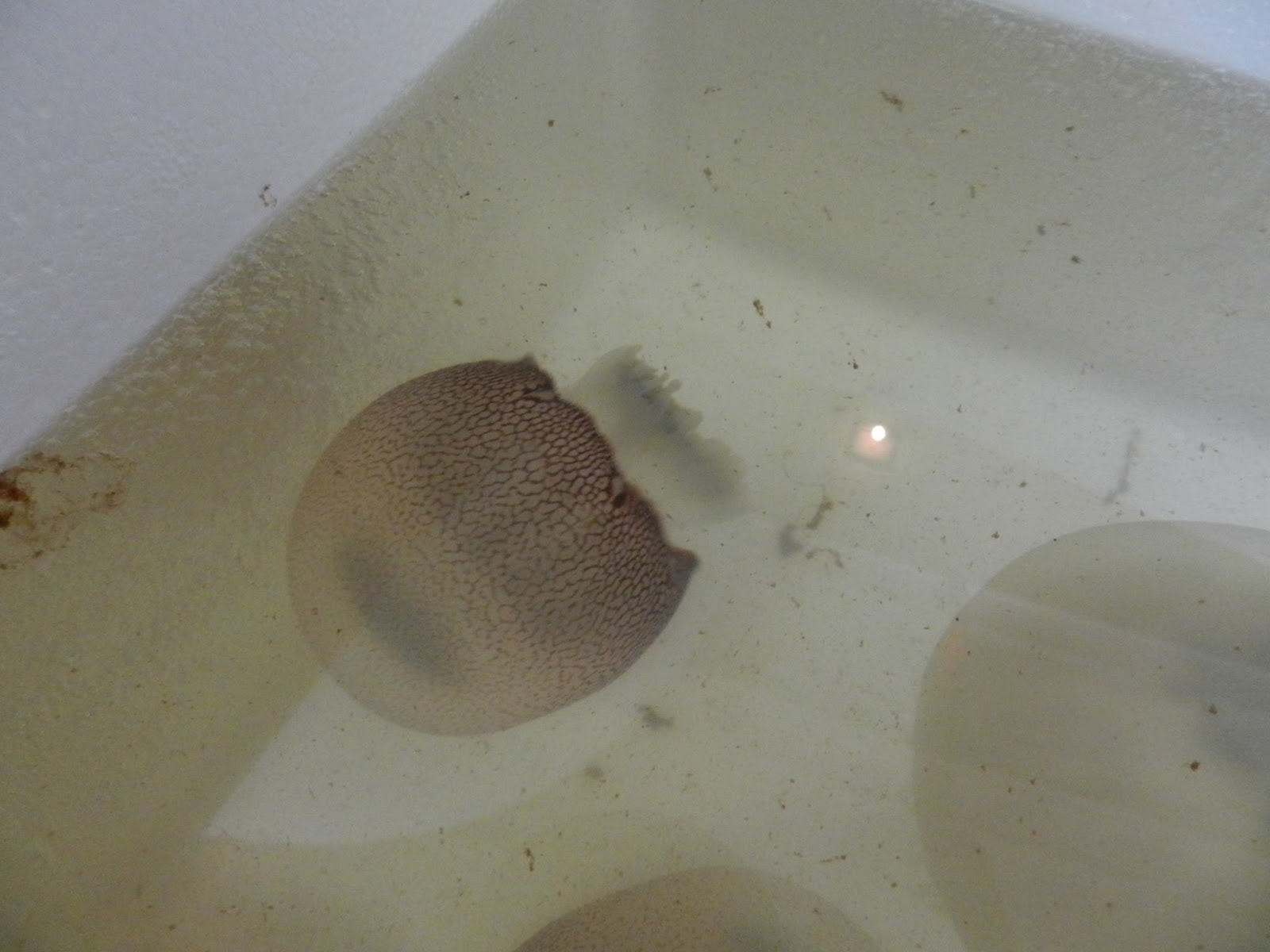 Raising Pet Jellyfish: Pictures of my jellies