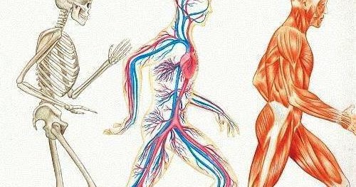 DE TODO UN POCO: TEMA 7 : EL SISTEMA DE LOCOMOCIÓN