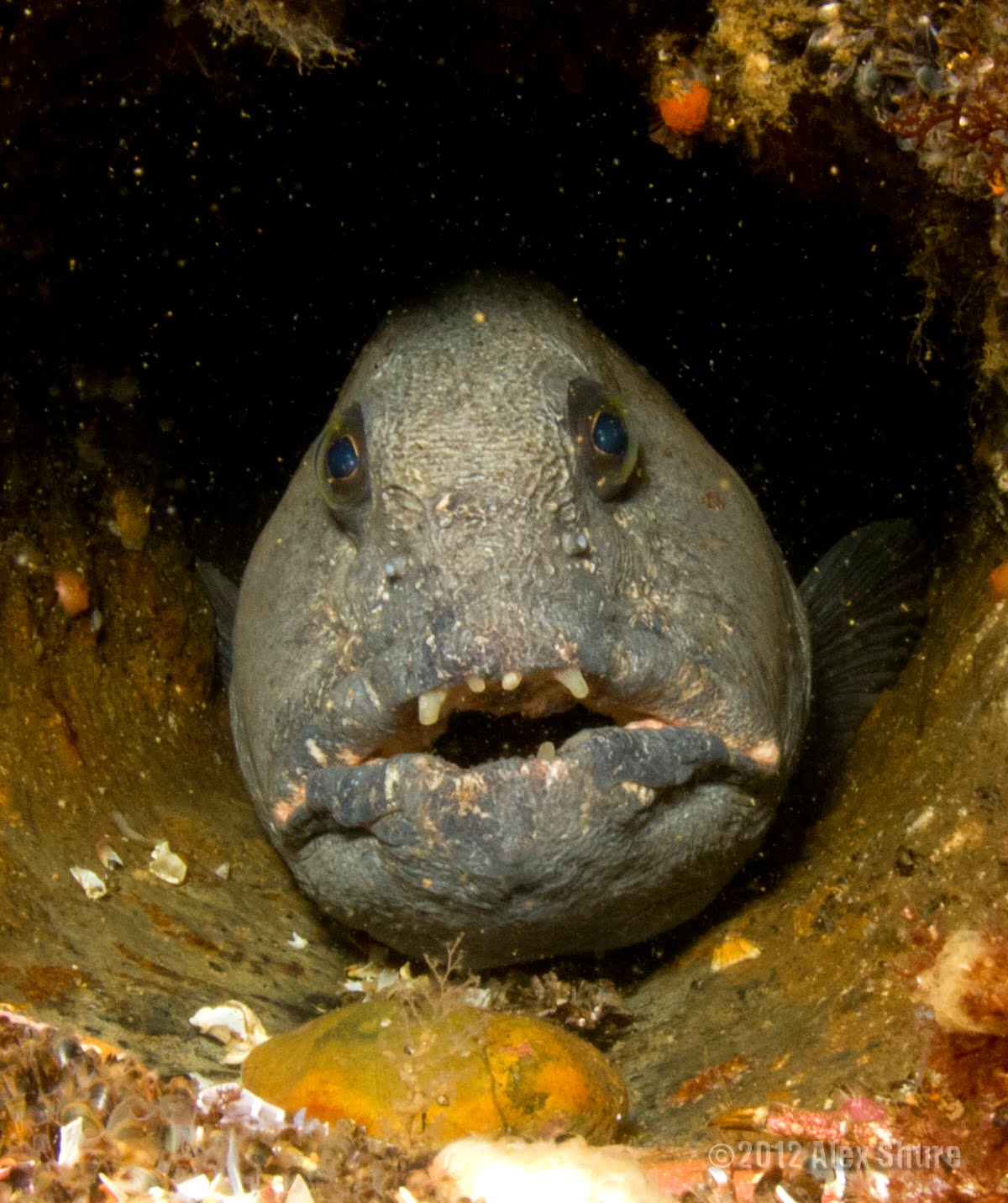 Green Diver: Atlantic Wolfish in Cape Ann