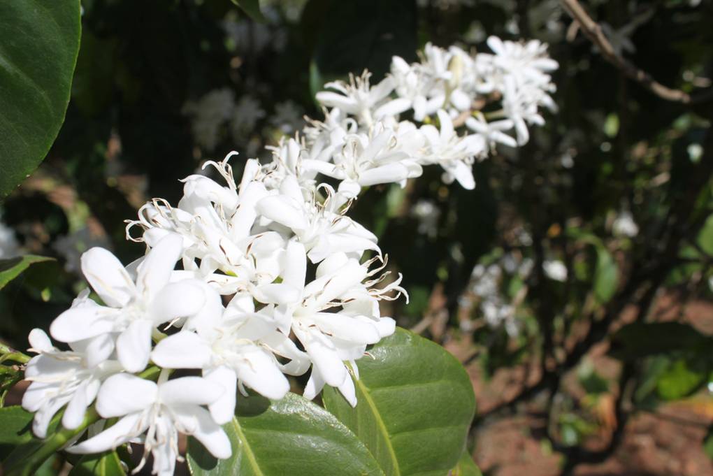 When Blooms the Coffee ~ Kuriositas