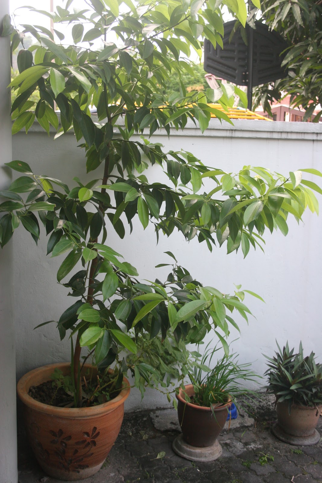 My Not So Square-Footish Garden