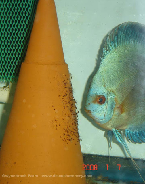 Discus: Discus Breeding Pair And Discur Fry At Gwynnbrook Farm