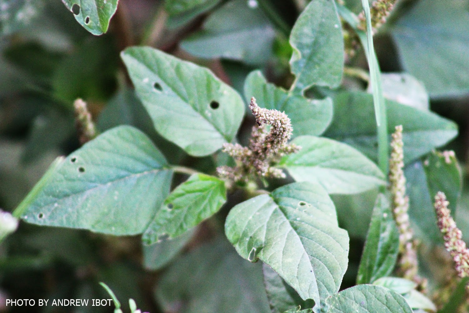 Ako si ANDREW IBOT!: Kulitis (Amaranthus spinosus L)
