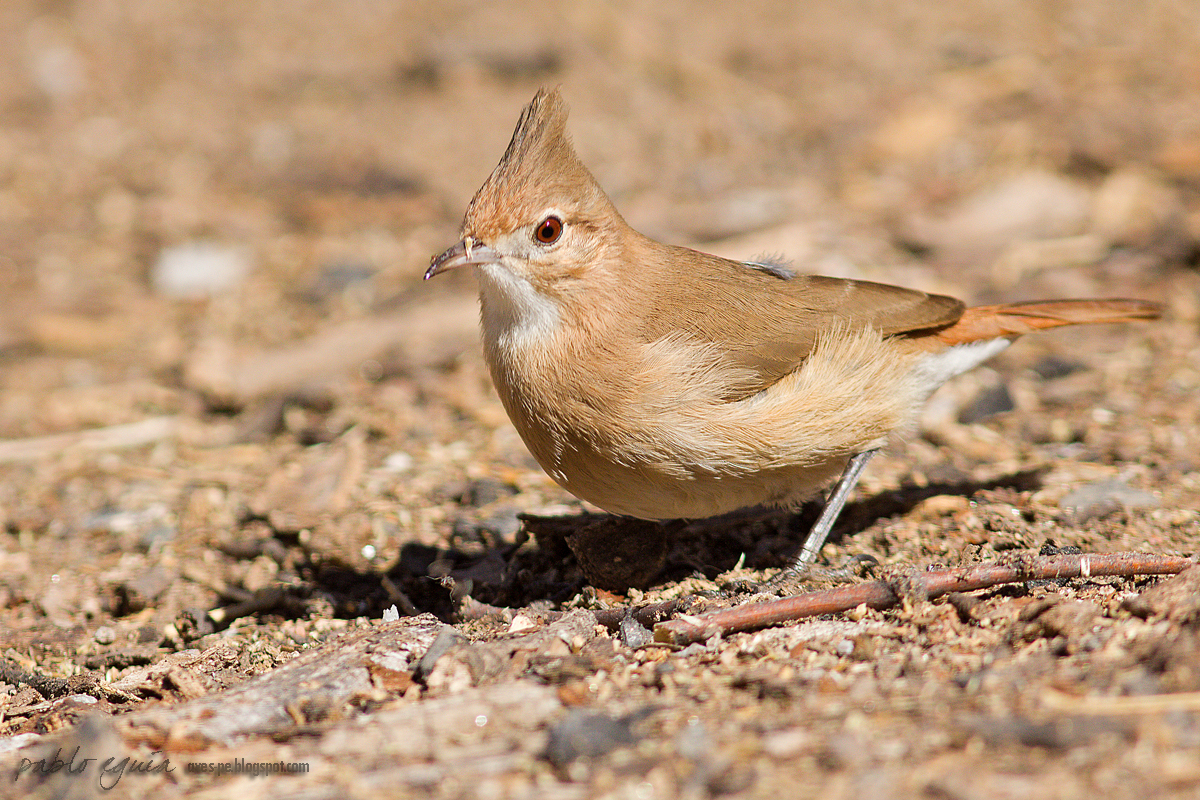 mis fotos de aves: Furnarius cristatus Hornerito Copetón Crested Hornero