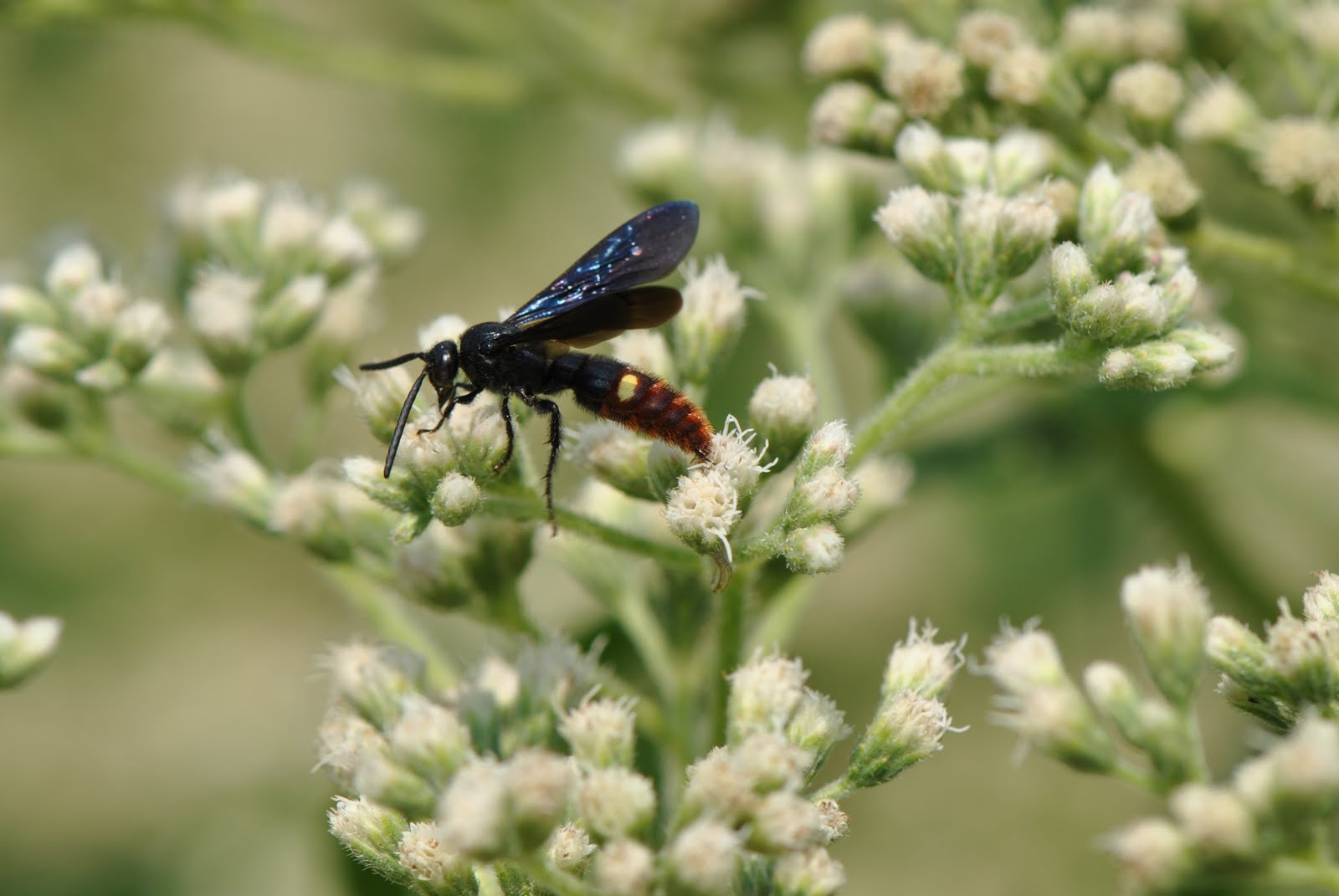 Urban Wildlife Guide: The Japanese beetle and the blue-winged wasp