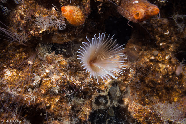 Mick's marine biology: Beautiful tube dwelling worms