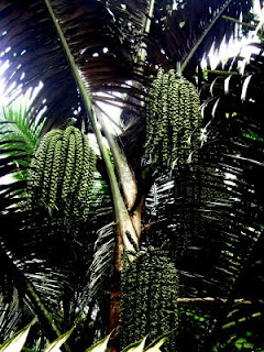 Desa Gambiran: BUDIDAYA AREN