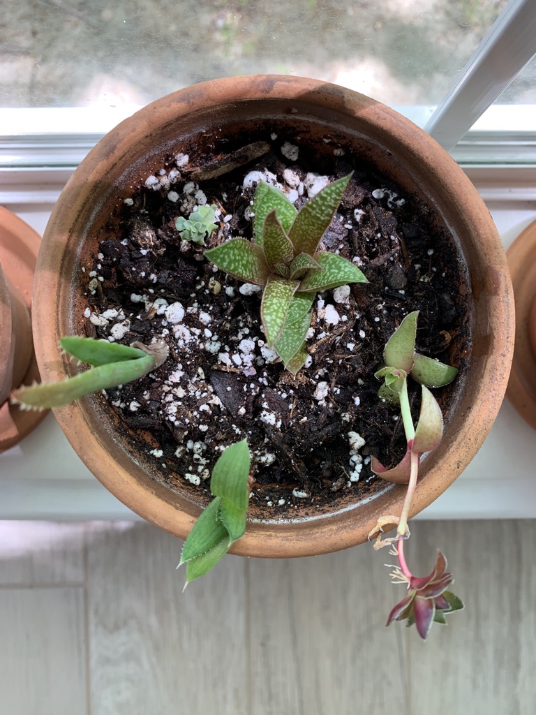 My Journey to Fit: FMM - Plants and Paco
