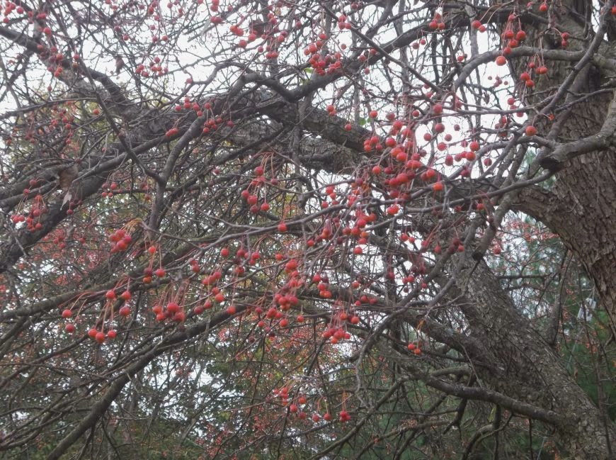 Future Plants by Randy Stewart: Crabapples and Apples - The Malus family