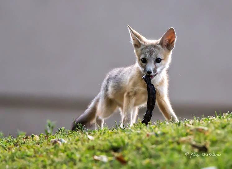 White Wolf : Little wild kit foxes are having a great time (Photos)