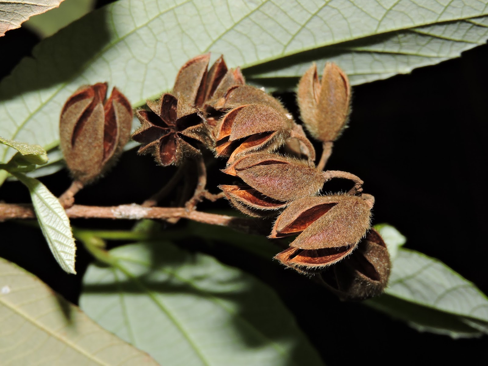 Flora campus I: Malvaceae - Luehea ochrophylla Mart.