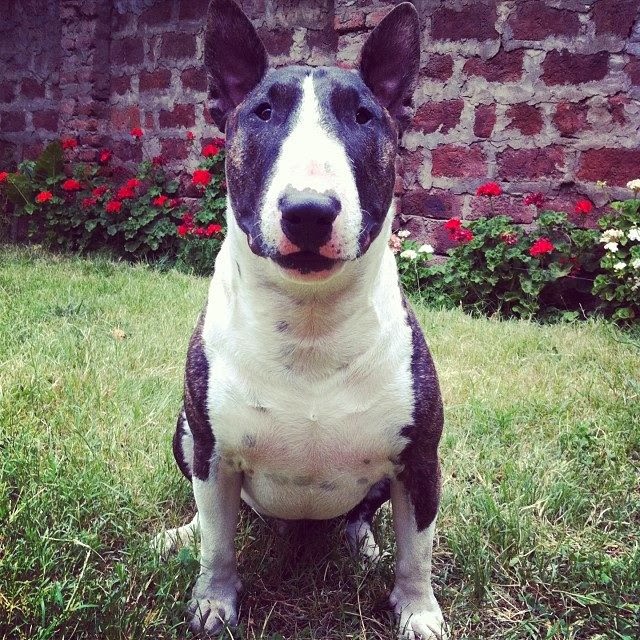 Familia Bull Terrier Chile : Machos de la Familia