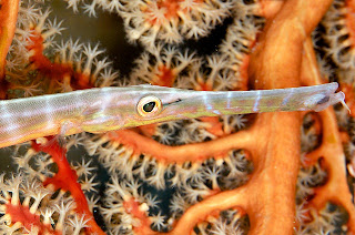 Ikan Terompet - Akuarium Ikan Hias