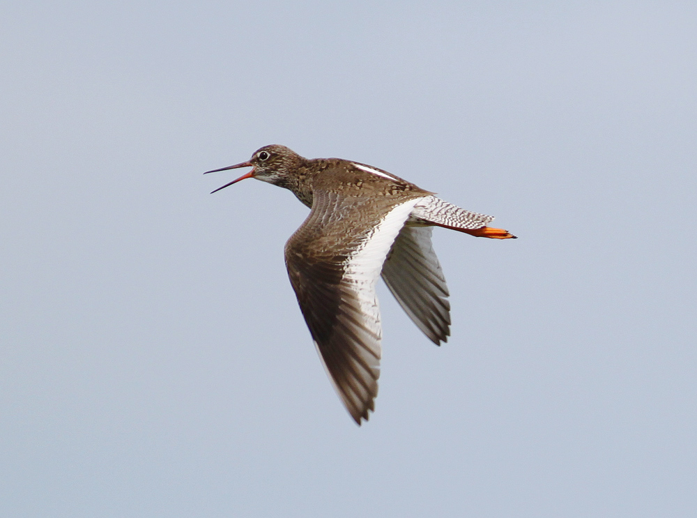 Another Bird Blog: A Flap And A Glide