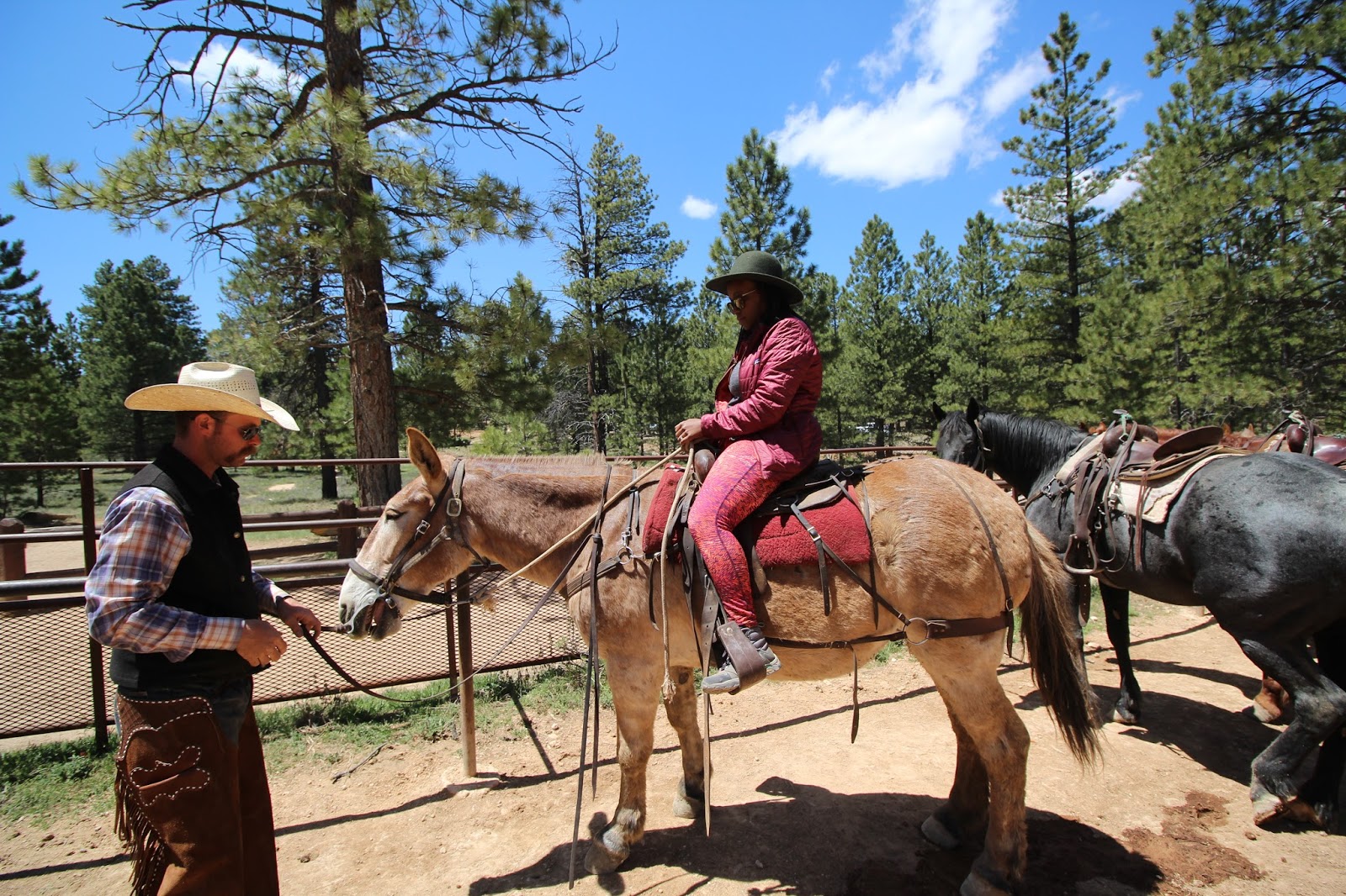 Making Restorations: Mule Rides in Bryce Canyon