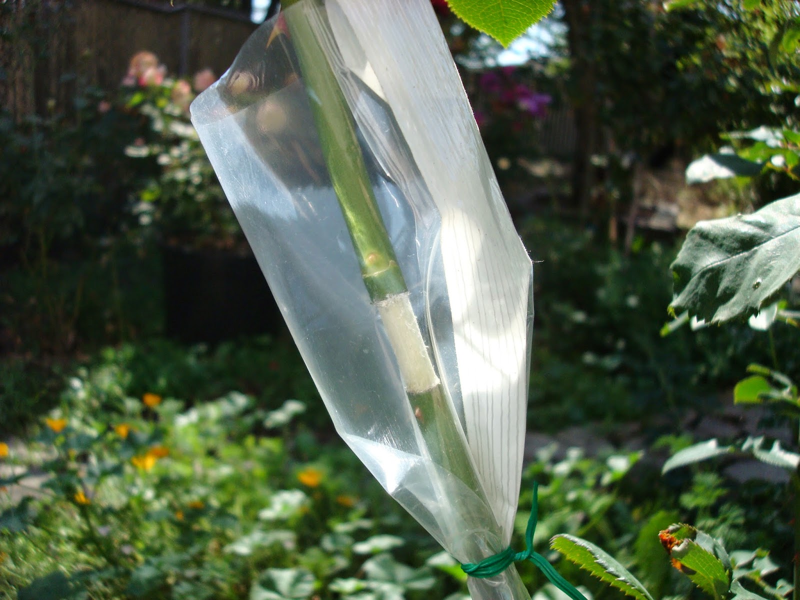 Air Layering Rose Propagation