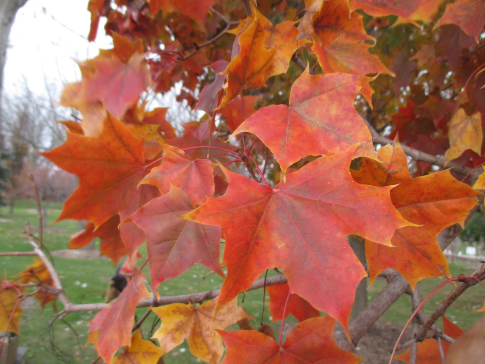 A Day Late! | Rotary Botanical Gardens