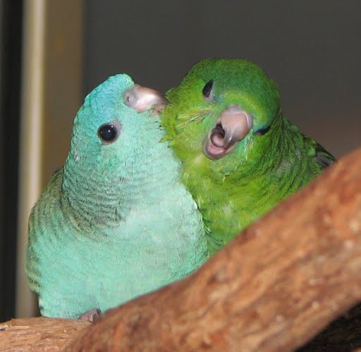 Parrot talk: Little Linnies