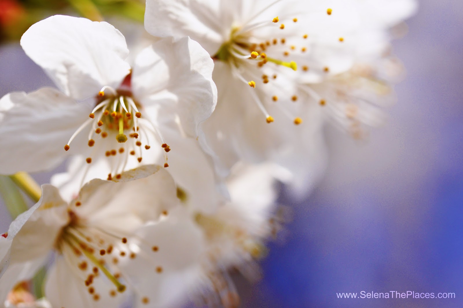 Oh, the places we will go!: I Spy Friday featuring Macro