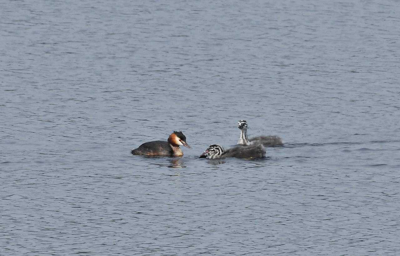 Jozef van der Heijden - Natuurfotografie: De Fuut heeft jonge kuikens