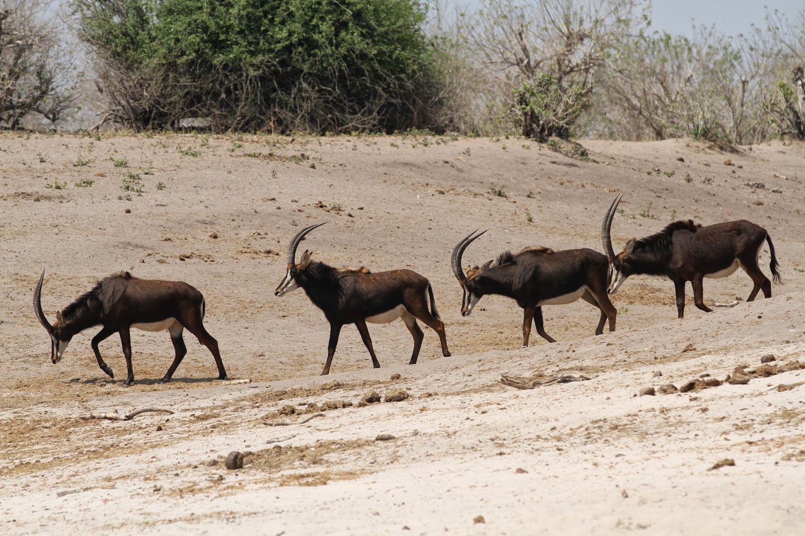 Merry When?: Large Antelopes