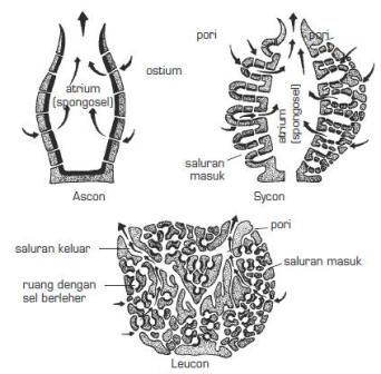 berbagi ilmu: Materi Biologi Semeter II Kels X (Dunia Hewan) uji coba